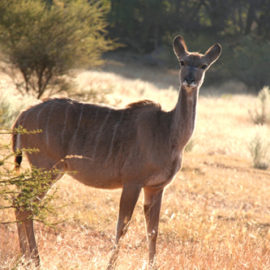 Didingwe River Lodge | A Riverside Paradise for all Nature Lovers